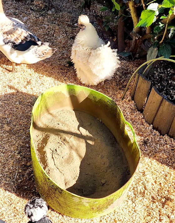 How to Make a Chicken Dust Bath in 3 Simple Steps