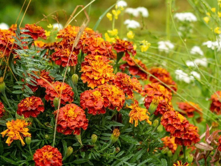 Why Plant Marigolds in a Vegetable Garden? - Becs Backyard