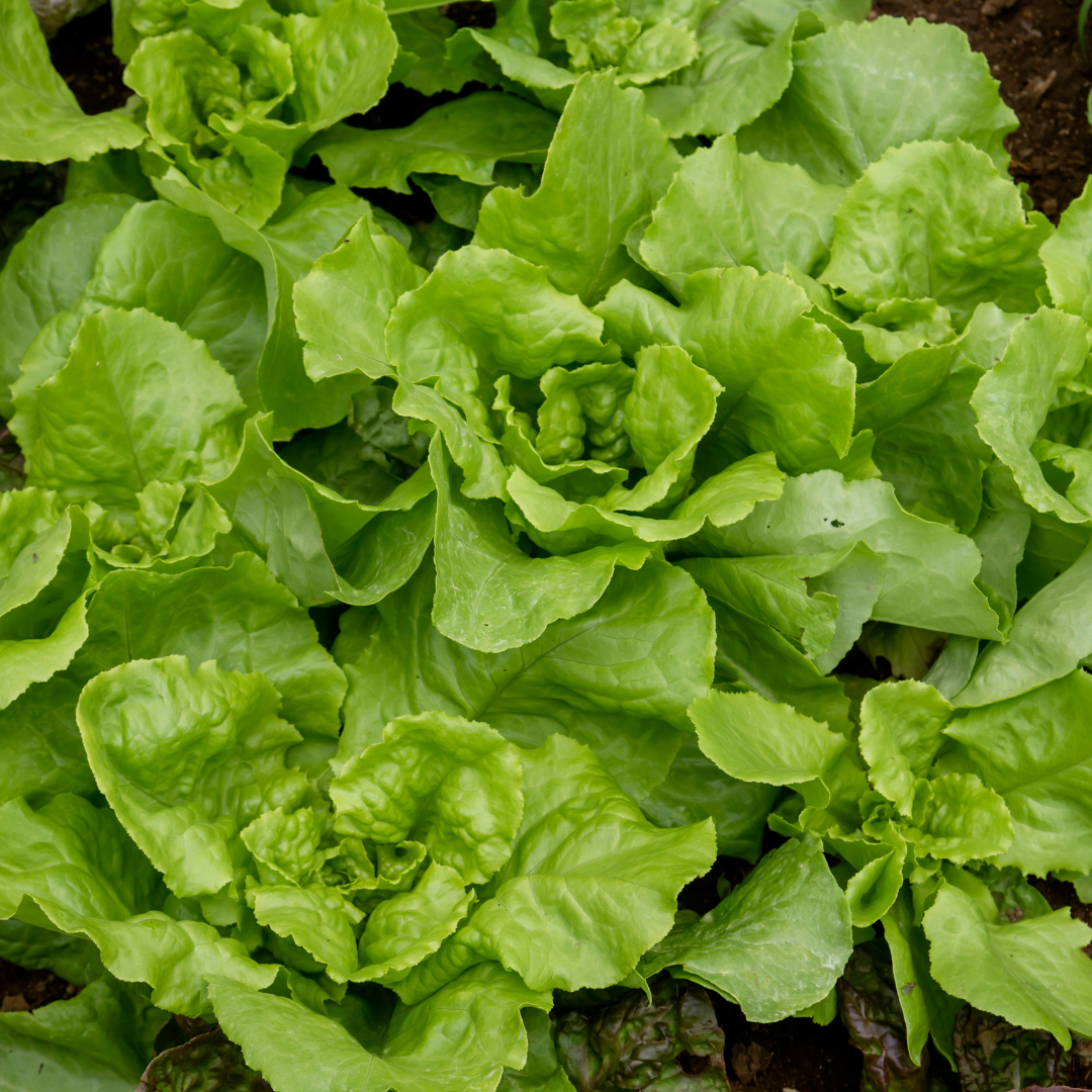 Top 5 Crops to Grow for Chickens: Boost Your Flock's Nutrition