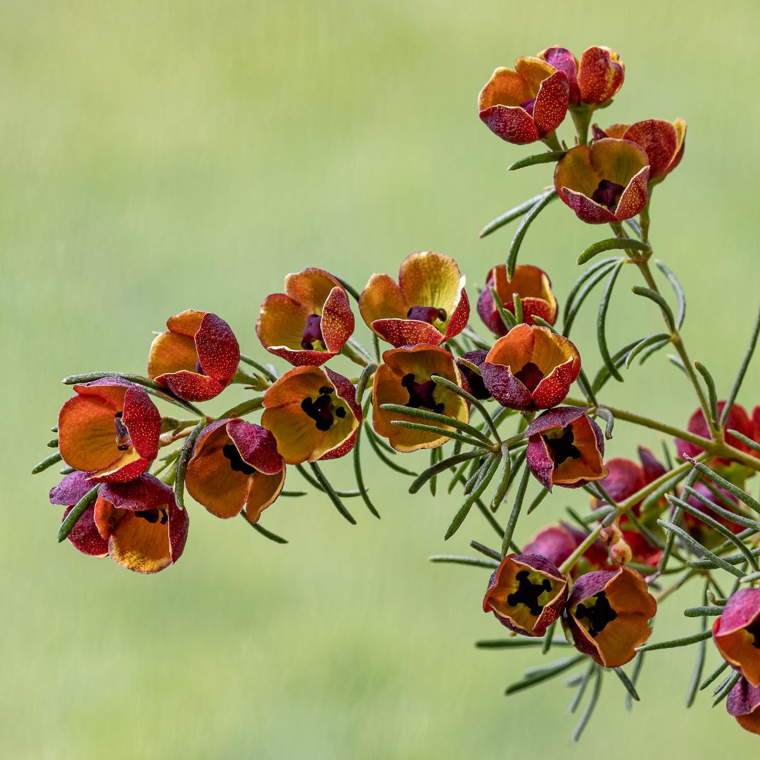 5 Beautiful Flowers That Start With The Letter B - Becs Backyard