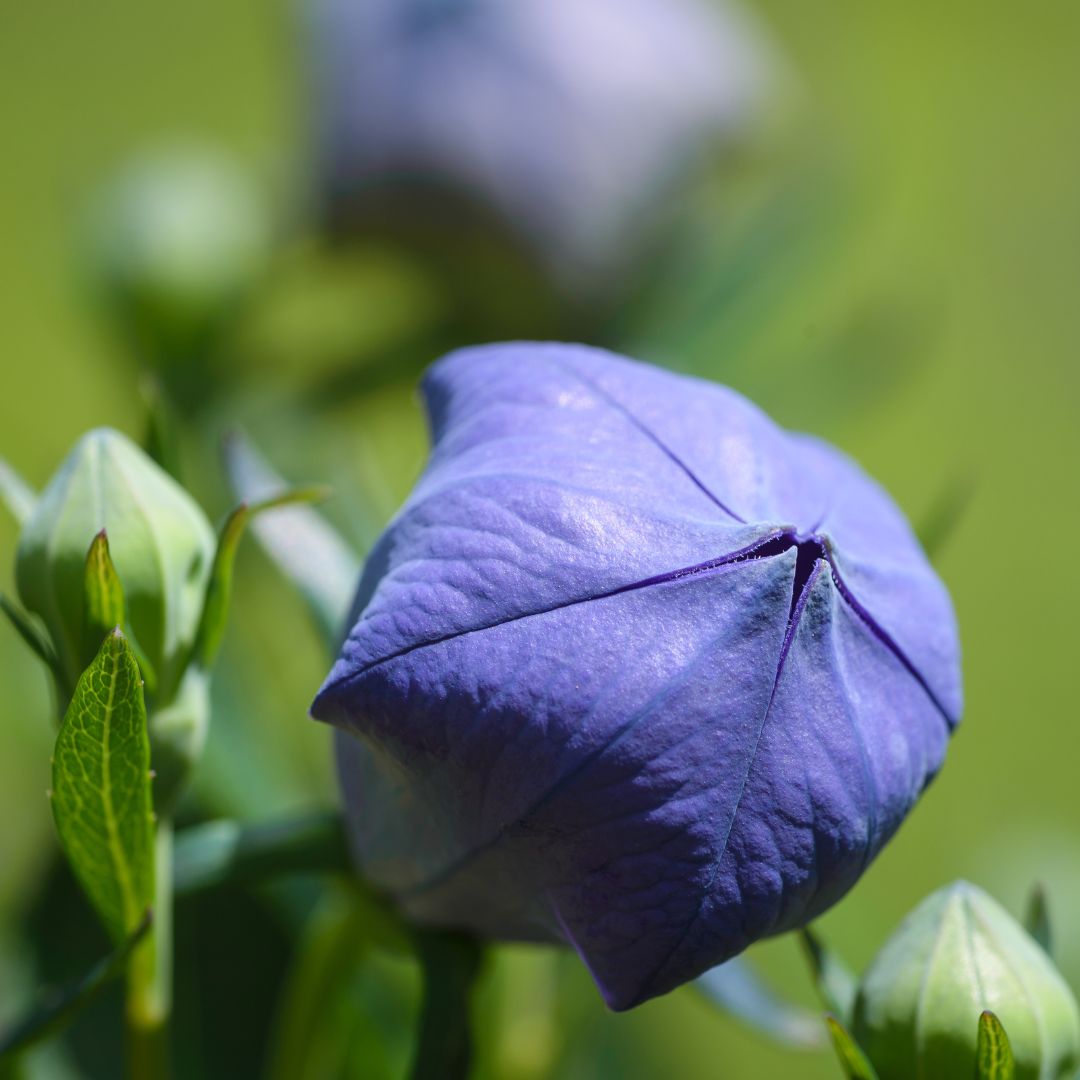 5 Beautiful Flowers That Start With The Letter B - Becs Backyard