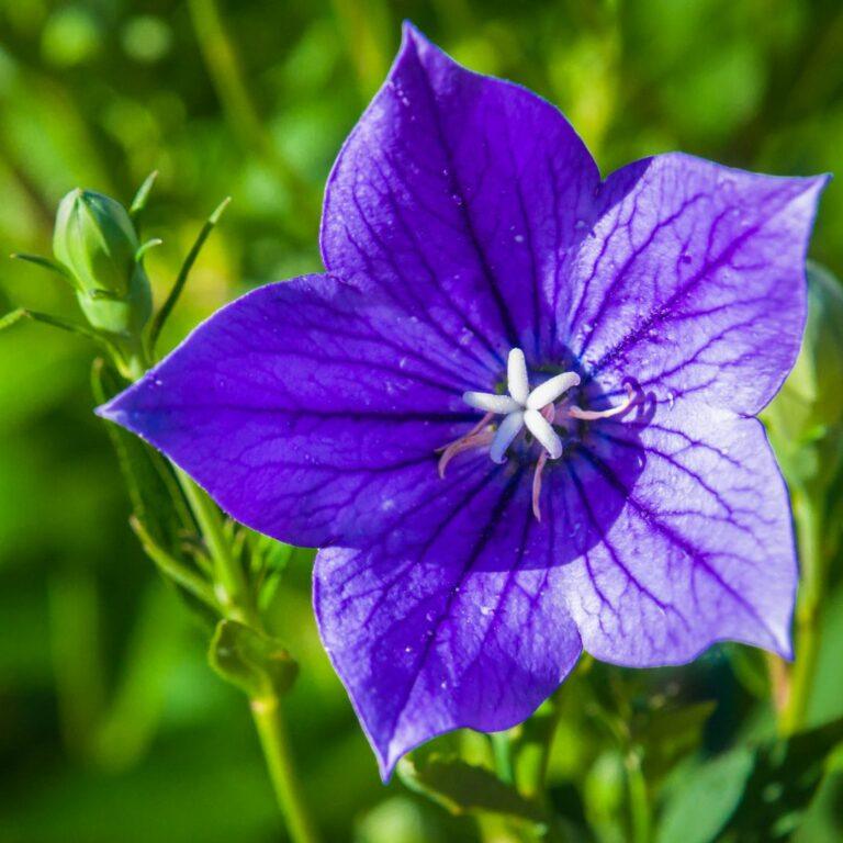 5 Beautiful Flowers That Start With The Letter B - Becs Backyard