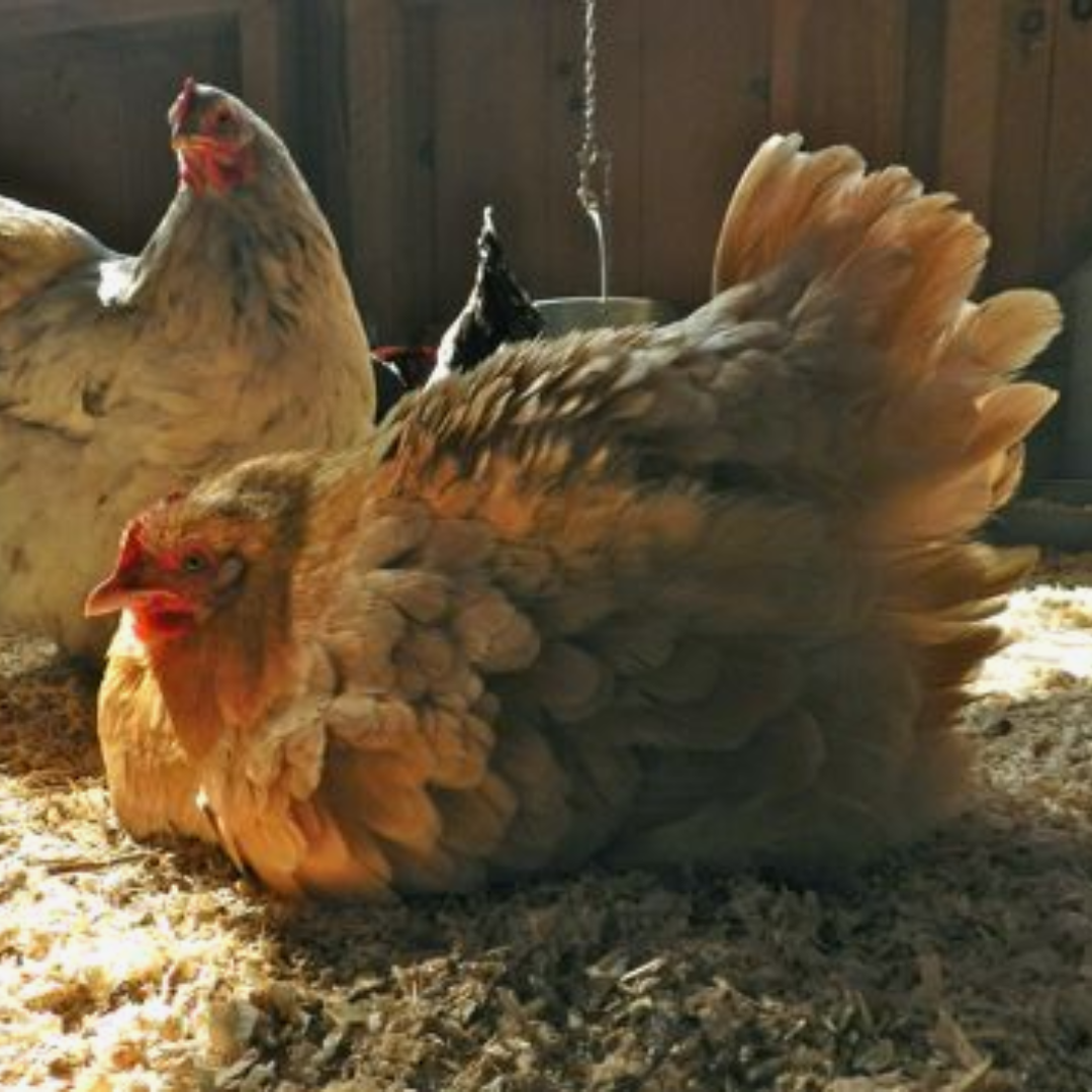 How to Keep Chickens Warm in Winter - Becs Backyard