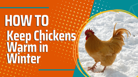 How to Keep Chickens Warm in Winter - Becs Backyard