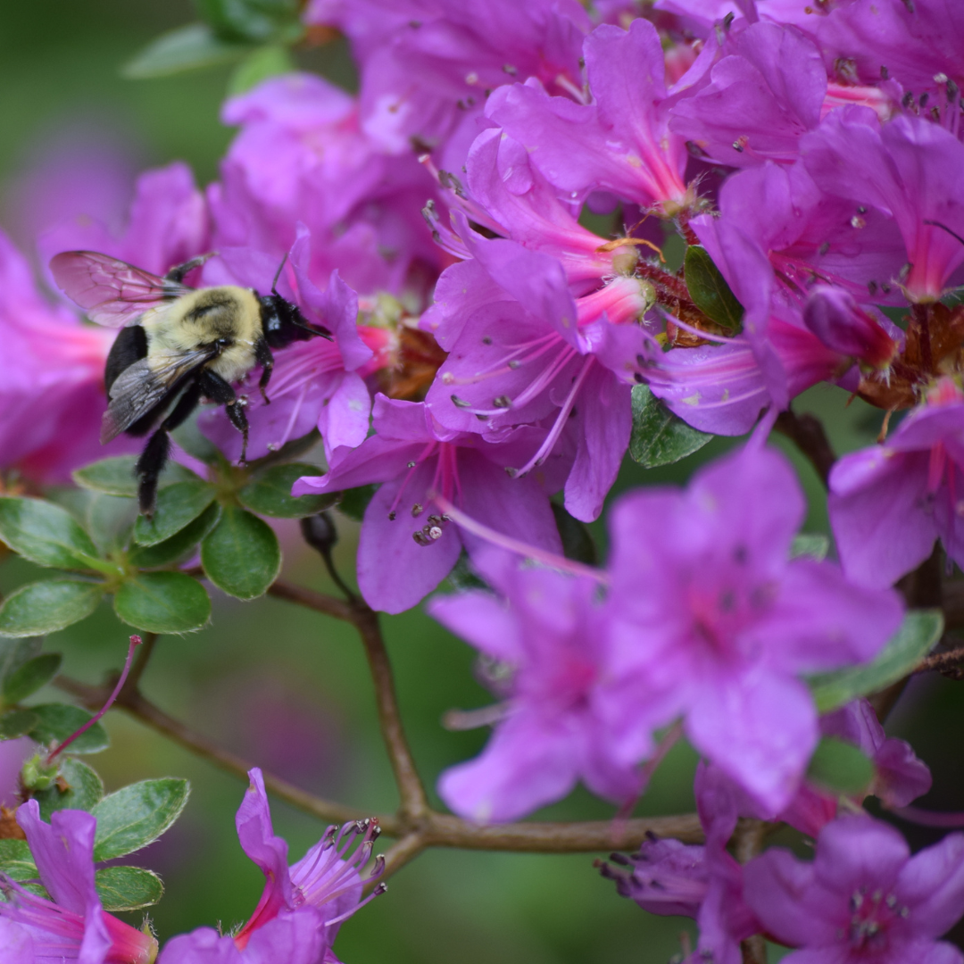 5 Alluring Flowers That Start with the Letter A