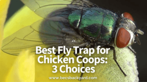 Best Fly Trap for Chicken Coops: 3 Choices - Becs Backyard