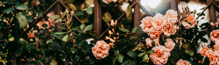 5 Most Profitable Flowers to Grow in a Greenhouse