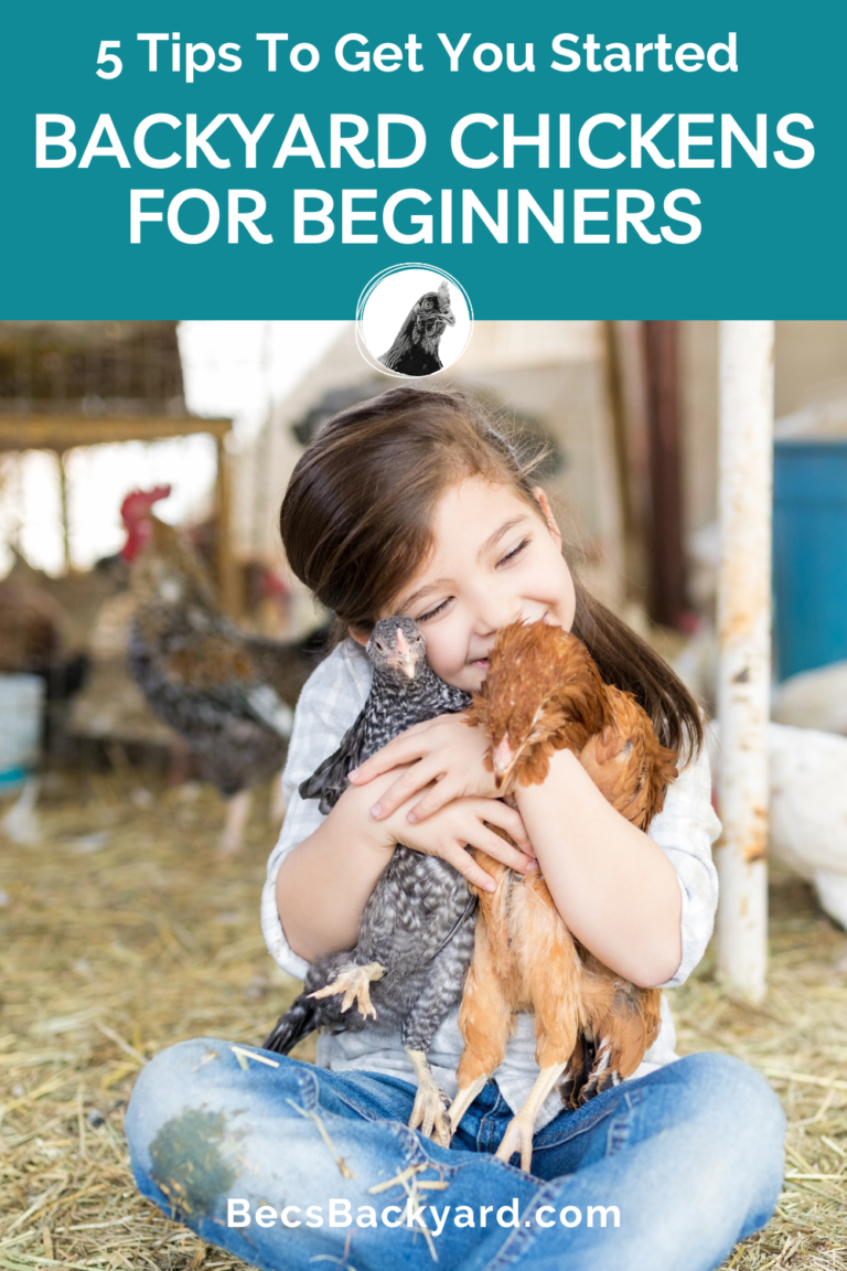 Backyard Chickens For Beginners : 5 Tips To Get You Started