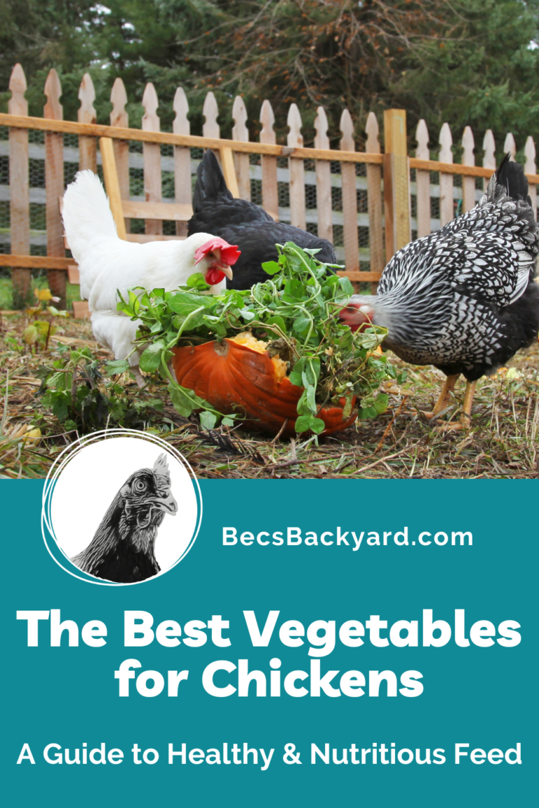 Best Vegetables for Chickens: A Guide to Healthy and Nutritious Feed ...