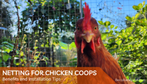 The Great Mystery : Do Chickens Have Ears? Understanding the Anatomy of ...