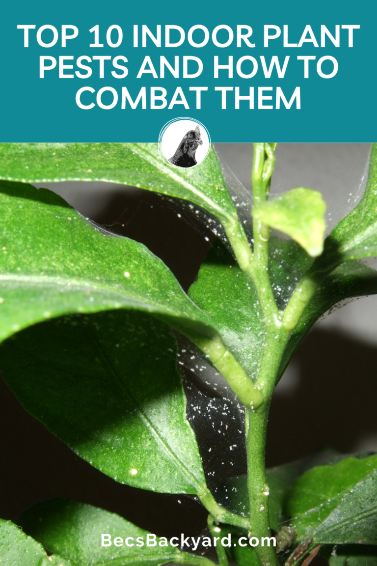 Top 10 Indoor Plant Pests and How to Combat Them - Becs Backyard