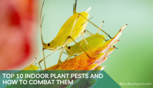 Top 10 Indoor Plant Pests and How to Combat Them - Becs Backyard
