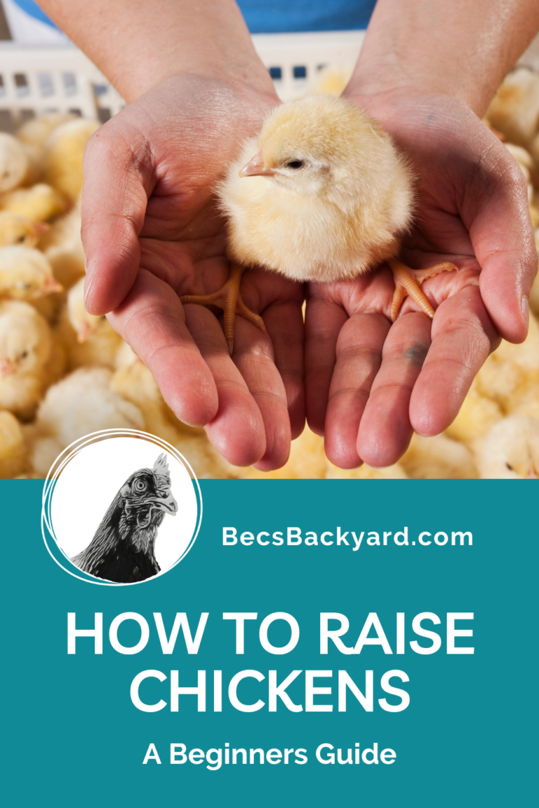 How to Raise Chickens: A Beginner's Guide