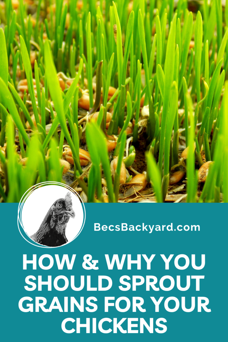 How and Why : Sprouting Grains for Chickens