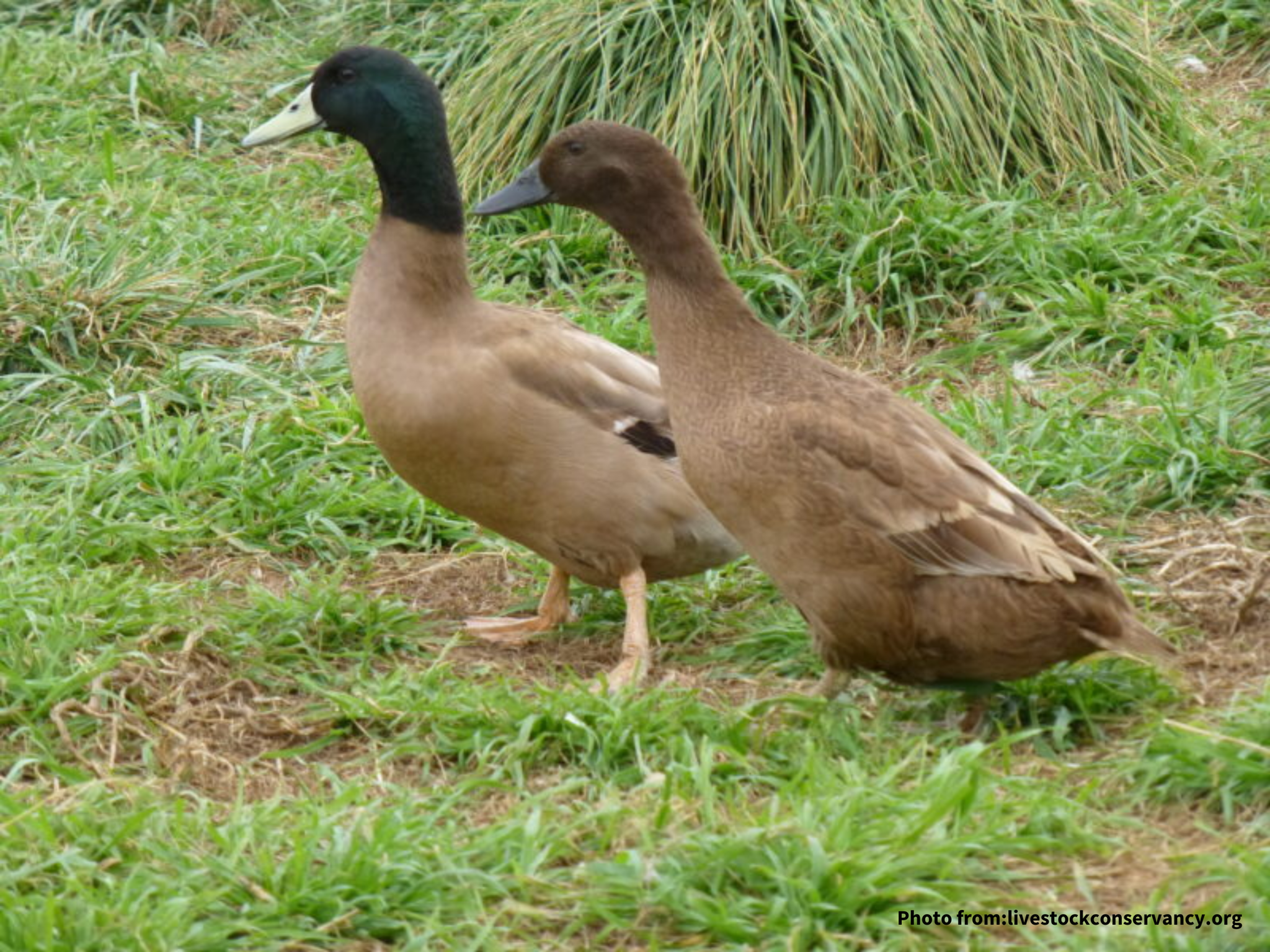 7 Best Duck Breeds for Egg Laying