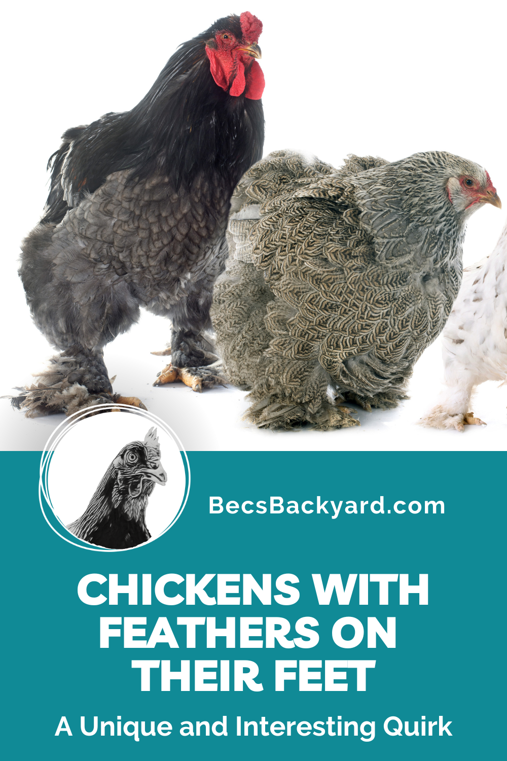 Chickens with Feathers on Their Feet - Becs Backyard