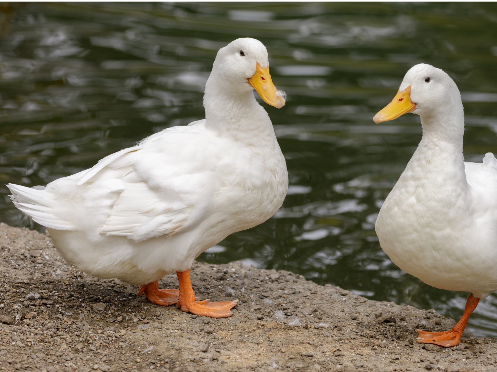7 Best Duck Breeds for Egg Laying