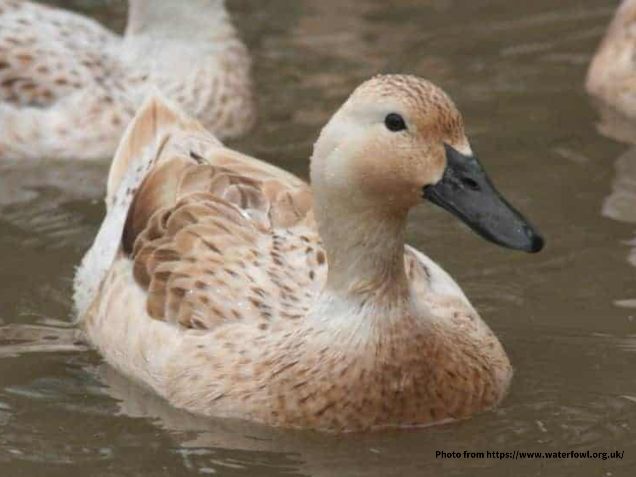 7 Best Duck Breeds for Egg Laying