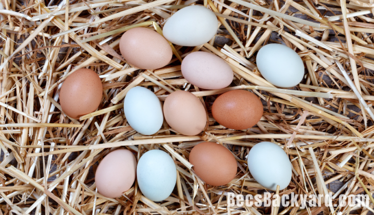 What is the Exterior of an Egg made of: Understanding its Structure and ...