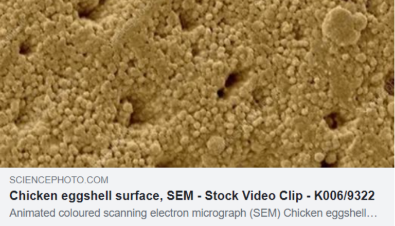 What is the Exterior of an Egg made of: Understanding its Structure and ...