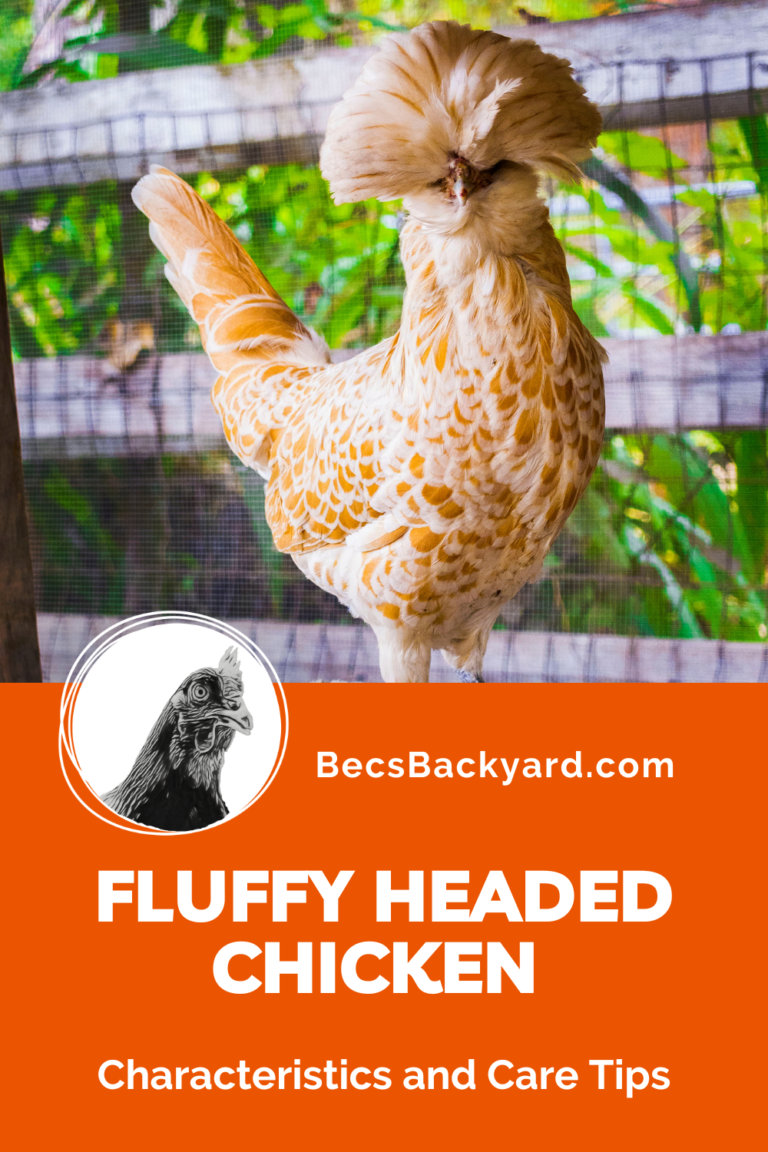 Fluffy Headed Chicken: Characteristics and Care Tips - Becs Backyard