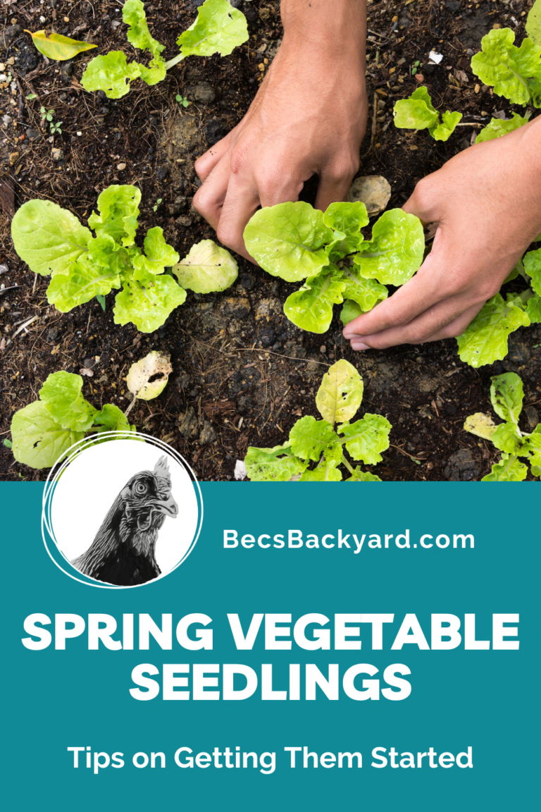 Spring Vegetable Seedlings: Tips on Getting Them Started