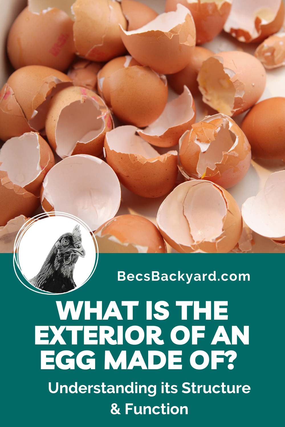 What is the Exterior of an Egg made of: Understanding its Structure and ...