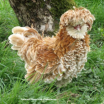 What are Frizzle Chickens?