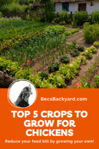 Top 5 Crops to Grow for Chickens: Boost Your Flock's Nutrition