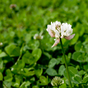 Top 5 Crops to Grow for Chickens: Boost Your Flock's Nutrition