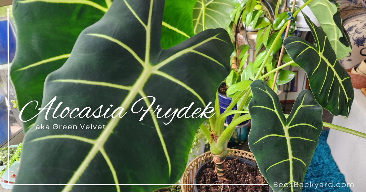 Alocasia Frydek : A Comprehensive Guide for Plant Care