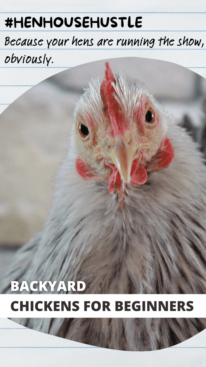 Backyard Chickens For Beginners : 5 Tips To Get You Started