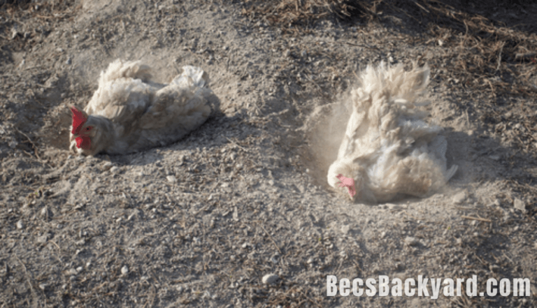 How to Make a Chicken Dust Bath in 3 Simple Steps