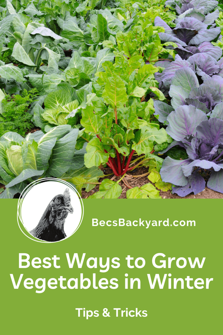 Best Ways to Grow Vegetables in Winter: Tips and Tricks - Becs Backyard