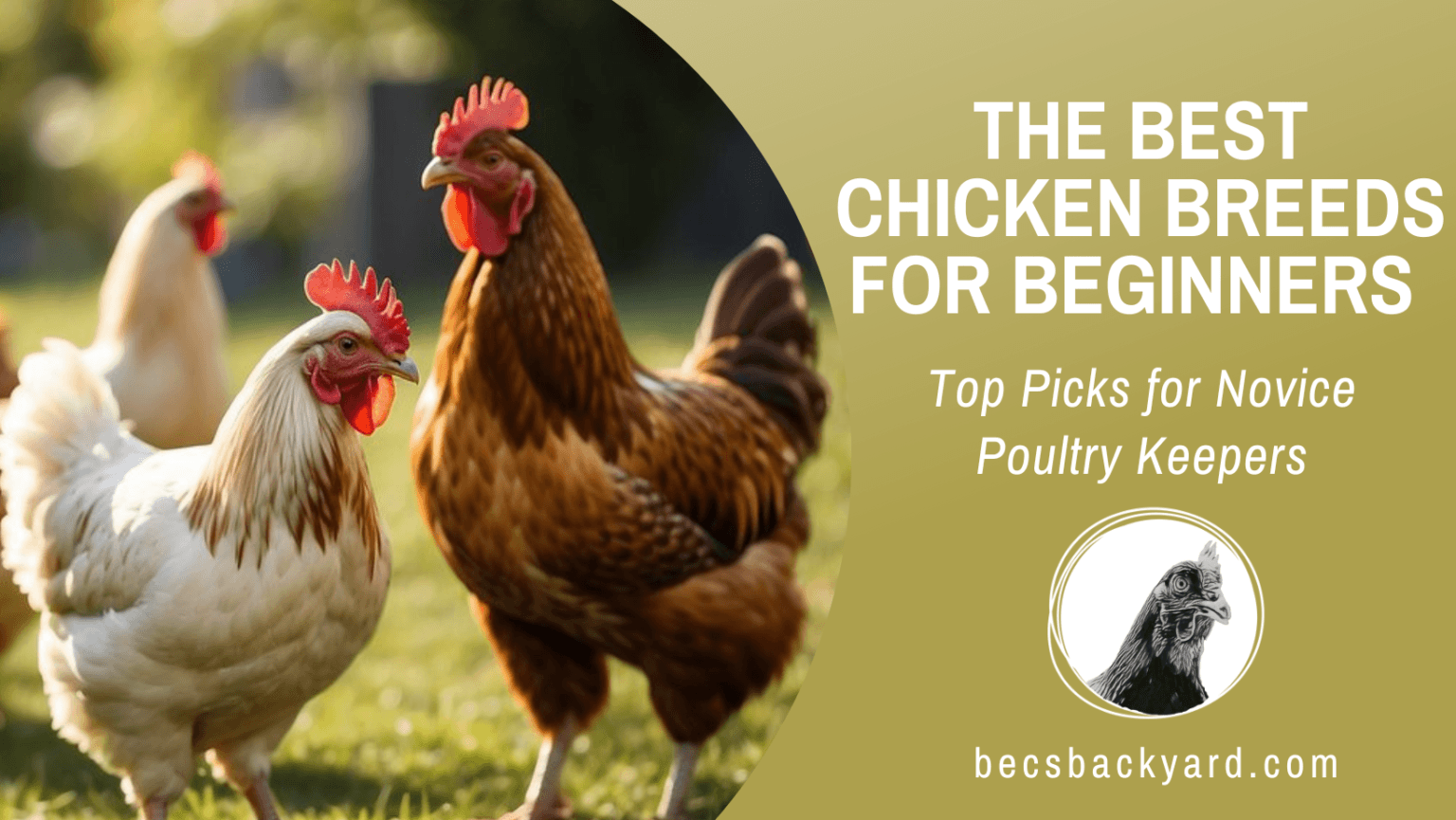 How to Convert a Metal Shed into a Metal Chicken Coop: A Comprehensive ...