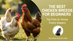The 4 Best Chickens For Beginners - Becs Backyard