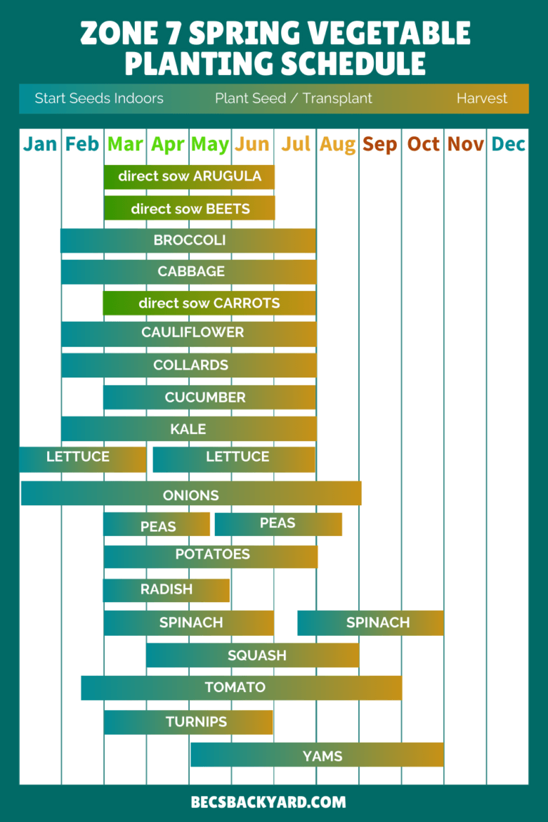 Zone 7 Spring Vegetable Planting Schedule: Your Guide to Timely Garden ...