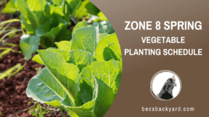 Zone 6 Spring Vegetable Planting Schedule: Your Guide to a Flourishing ...