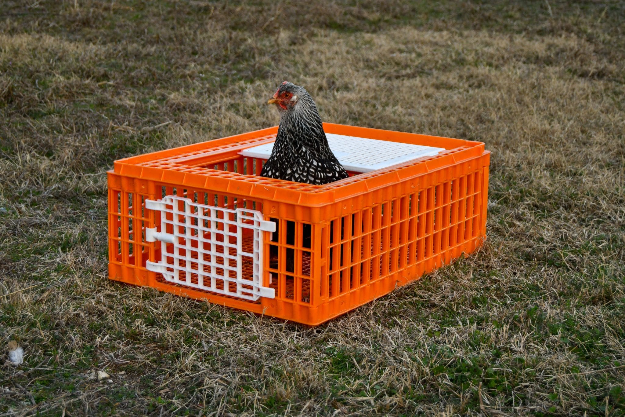 How to Transport Chickens: Safe and Stress-Free Methods