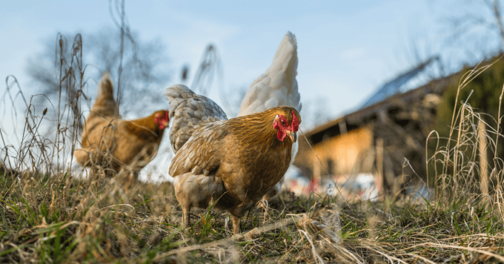 How to Transport Chickens: Safe and Stress-Free Methods