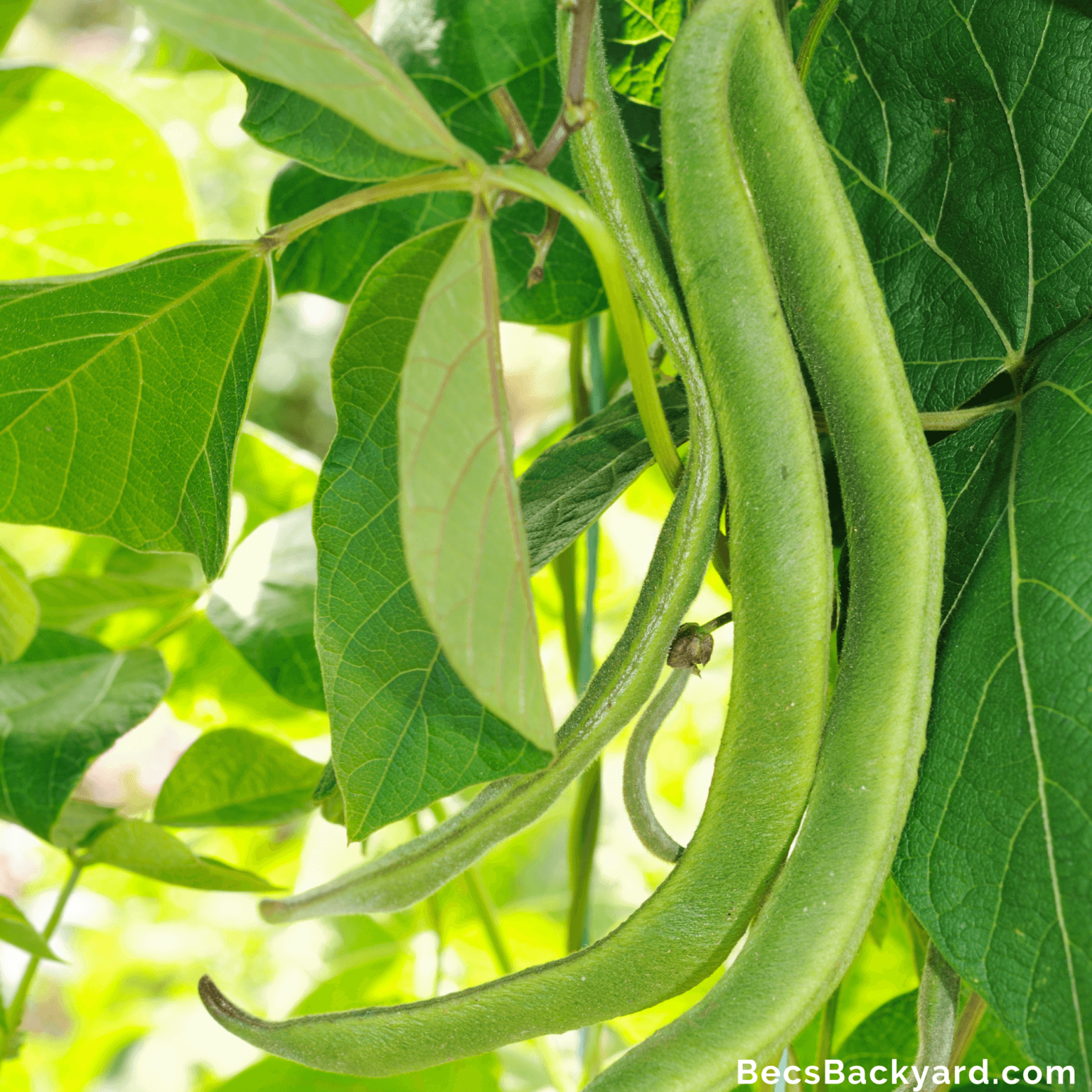 The Three Sisters Planting Method: A Beautifully Balanced Garden ...