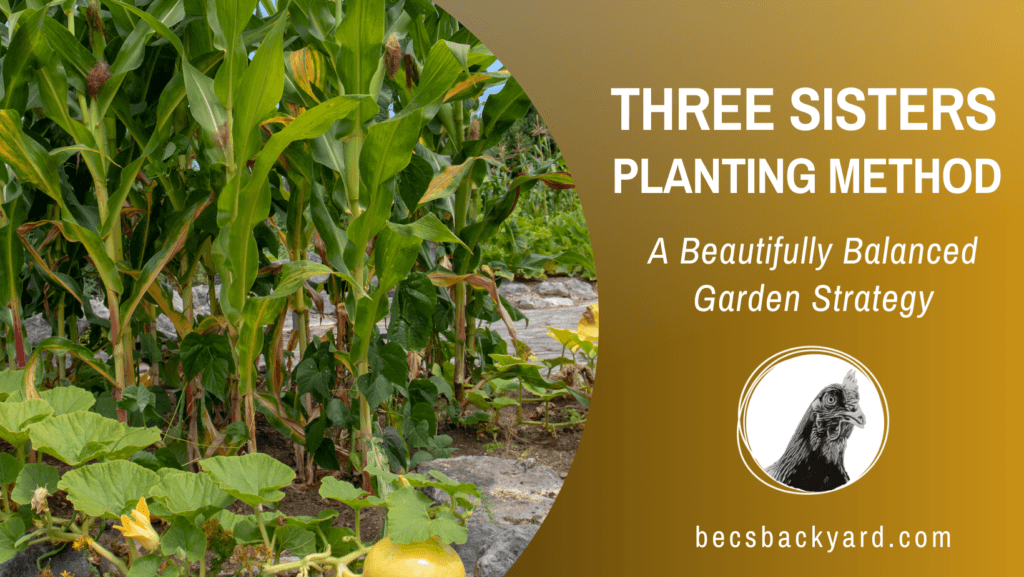 The Three Sisters Planting Method: A Beautifully Balanced Garden ...