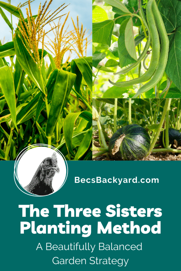 The Three Sisters Planting Method: A Beautifully Balanced Garden ...