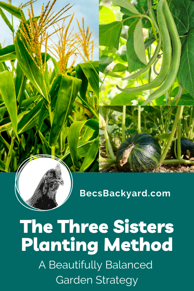 The Three Sisters Planting Method: A Beautifully Balanced Garden ...